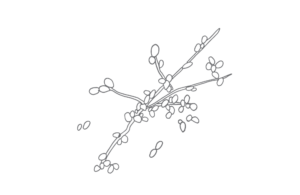 Soppinfeksjon - Vulva.no